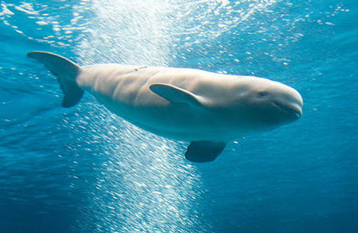 ECOSISTEMAS ACTIVIDADES